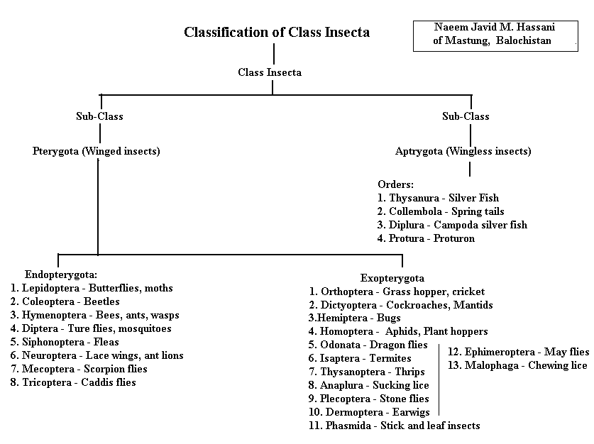 Classification Of Class Insecta Insects Flow Chart