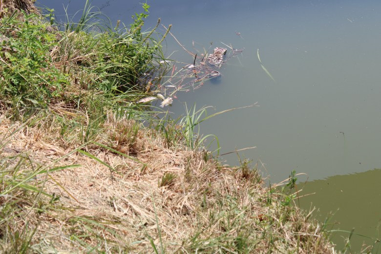 Downtown Fort Worth Water Main Break Kills Fish In Trinity River Fort