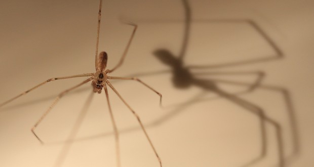 Daddy Long Legs Fact 27406