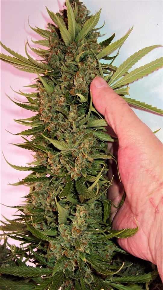 Northern Lights Autoflower Seeds Farawayland Seed Bank