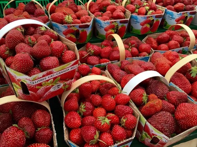 Strawberry Picking Near Me Find Out Best Picking Farms Near You Farm