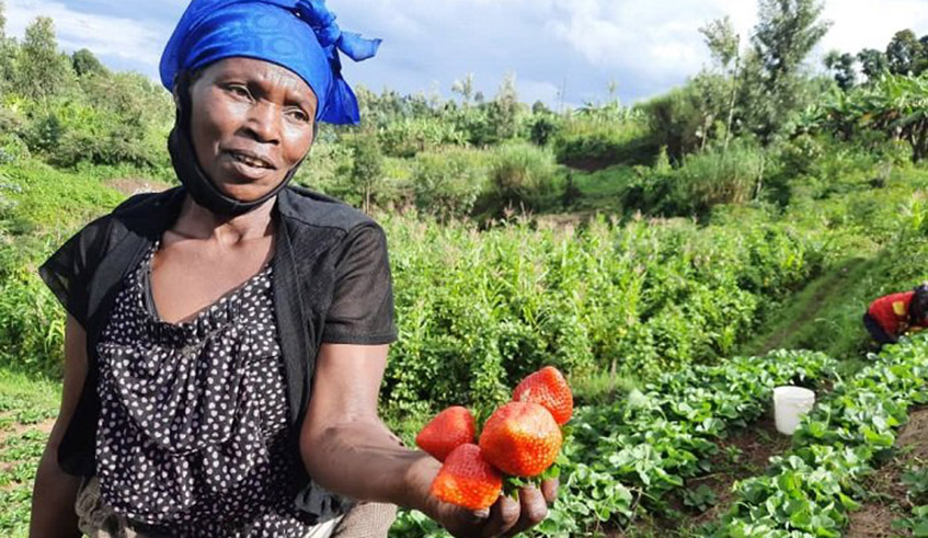 6 Tips For Strawberry Farming In Kenya Farmers Trend