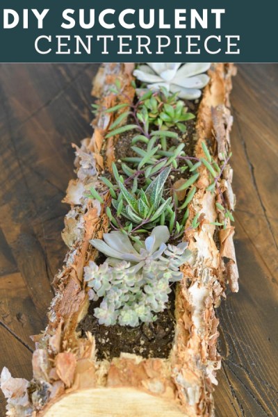 Succulent Centerpiece Easy Diy