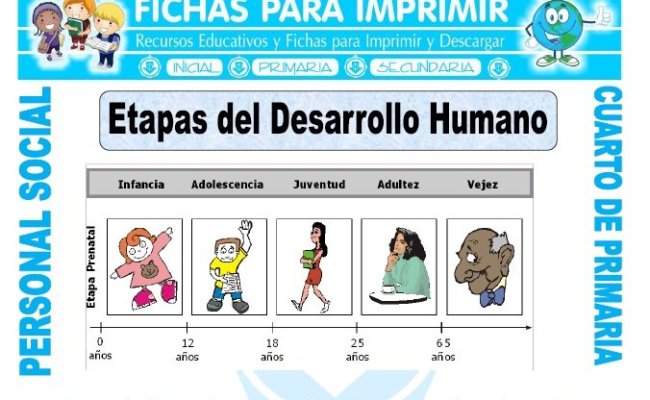 Hojas De Trabajo Etapas Del Desarrollo Humano Etapas Del Desarrollo