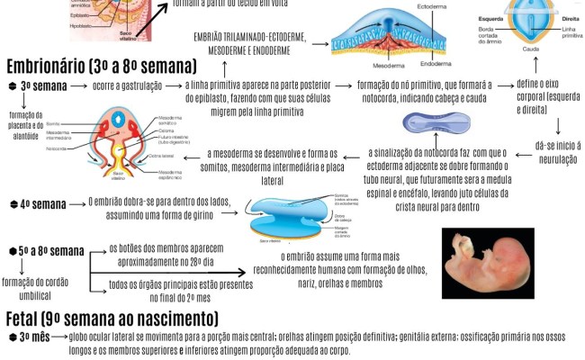 Mapa Mental Desenvolvimento Embrionario Fetal Embriologia Theme Loader