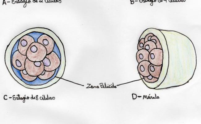 Embriologia Quer Que Desenhe Mapa Mental Bilarasa