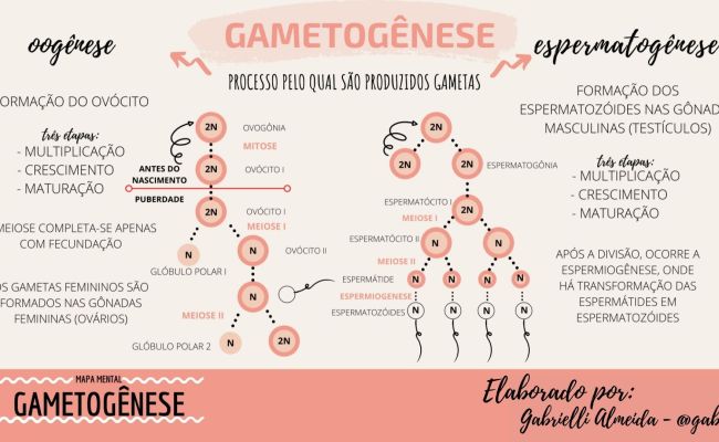 Gametogenese Mapa Mental Embriologia Otosection