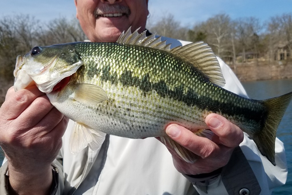 Spotted Bass Vs Largemouth Bass All You Need To Know