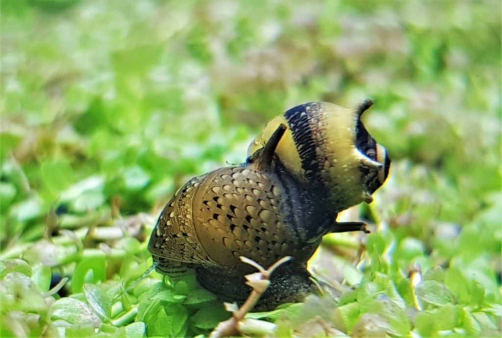 Nerite Snails The Complete Care And Breeding Guide