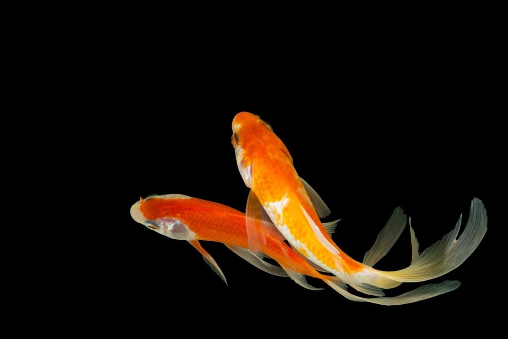 Comet Goldfish The Complete Care And Breeding Guide
