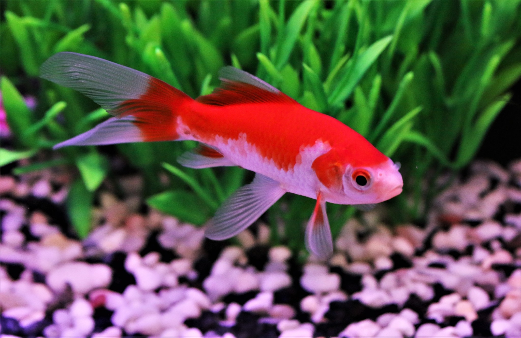 Comet Goldfish The Complete Care And Breeding Guide