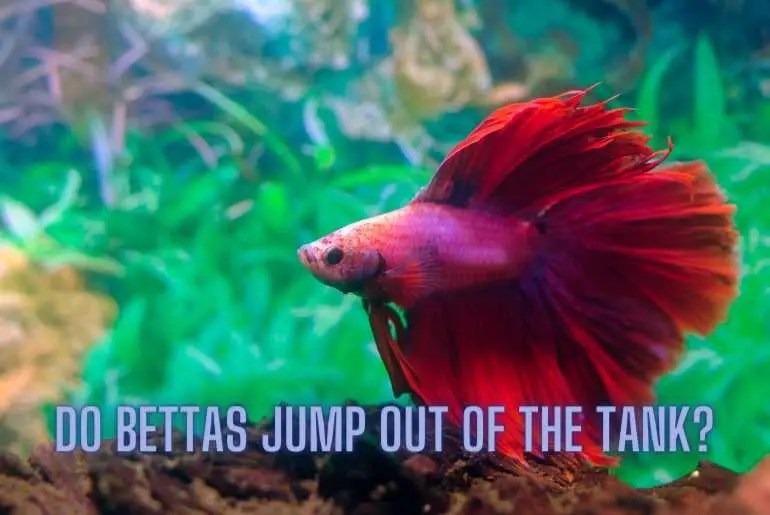 Do Bettas Jump Out Of The Tank Fish Keeping Guide