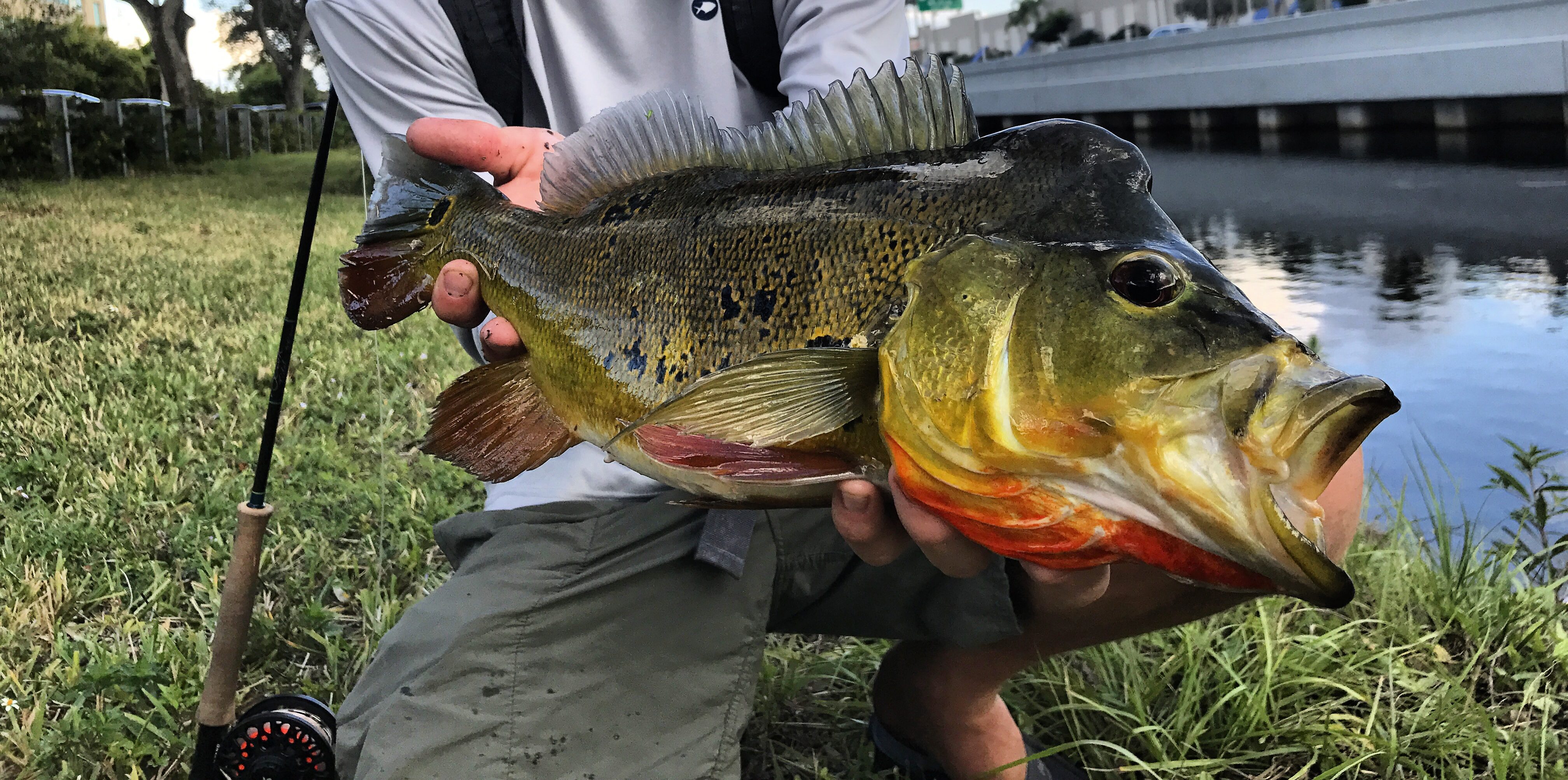 6 Tips For Catching Peacock Bass In Miami Flylords Mag