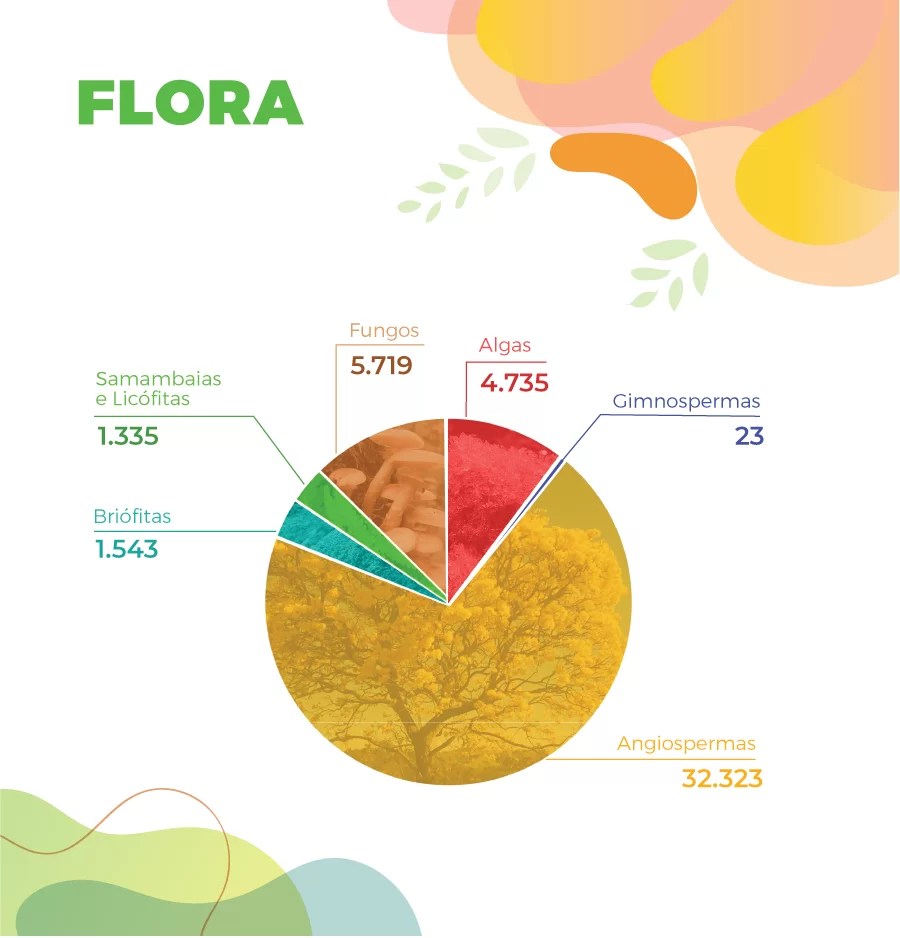 Biodiversidade Brasileira Florestal Brasil