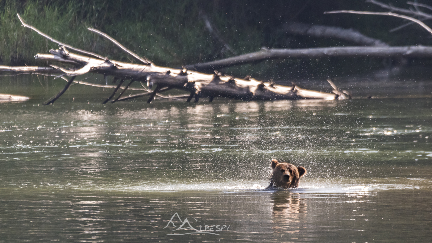 Faune Du Canada Frédéric Albespy Photographe De Nature