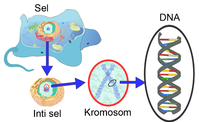 Pengertian Kromosom Struktur Kromosom Dan Fungsi Kromosom Ilmu