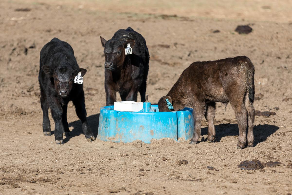 Beef Advocacy Defining Sustainability Beef Checkoff Research