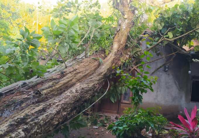 Pohon Raksasa Berusia Ratusan Tahun Tumbang Timpa Rumah Warga Kerugian