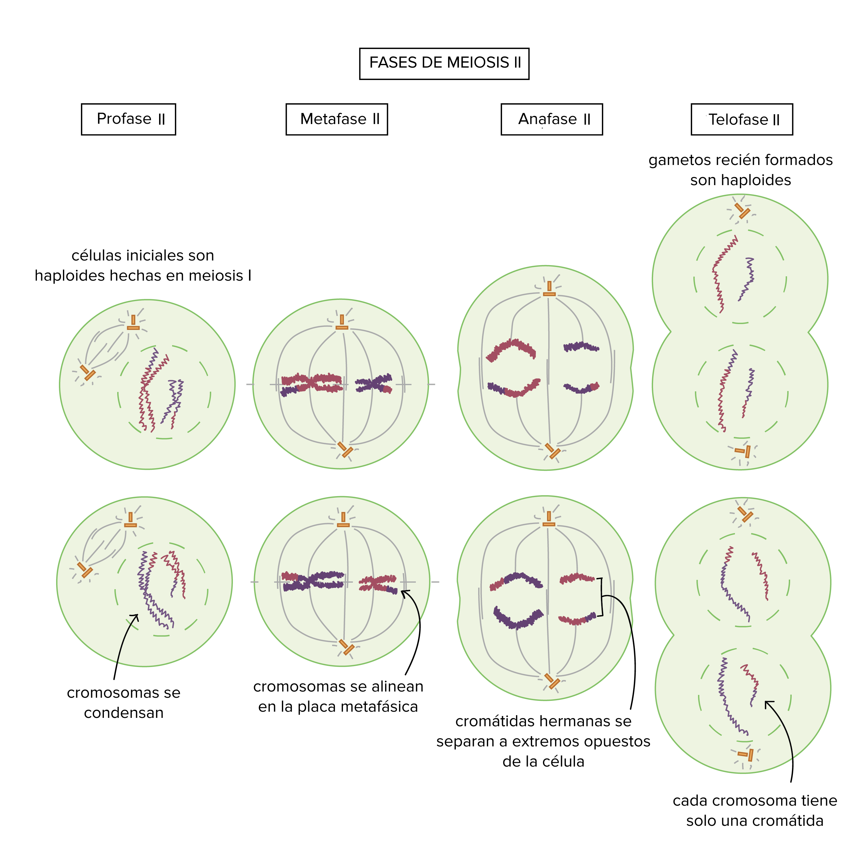 La Meiosis Biología Forma De Reproducción Celular Wikisabio