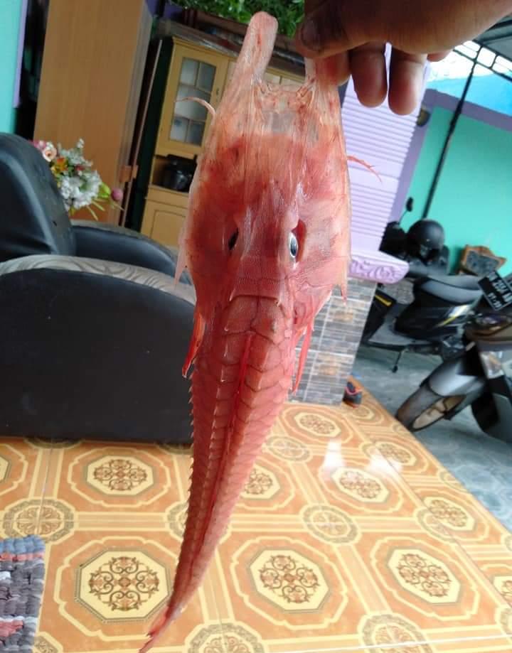 Mirip Alien Ikan Aneh Ini Buat Bingung Pemancing Di Talise Kailipost