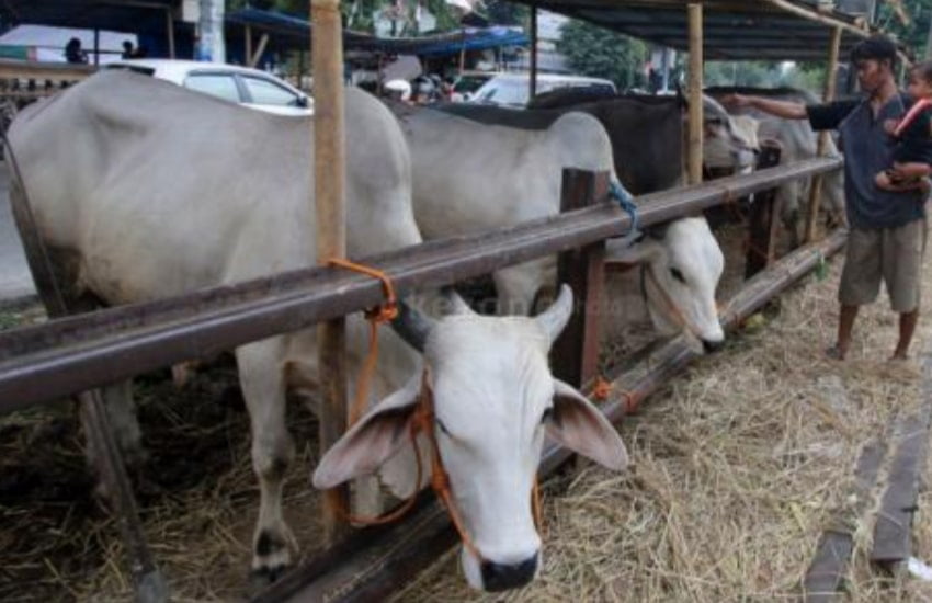 Golongan Orang Yang Diwajibkan Berqurban Saat Idul Adha Kalbar Satu