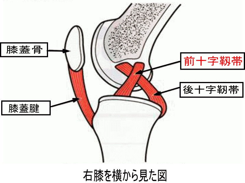 前十字靱帯と後十字靱帯の違いと画像所見｜医学的見地から