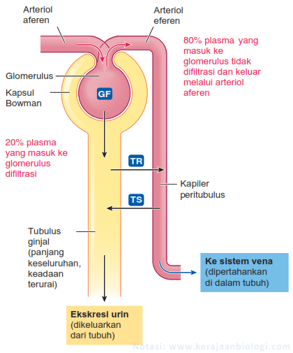 Pengertian Filtrasi Reabsorbsi Dan Sekresi