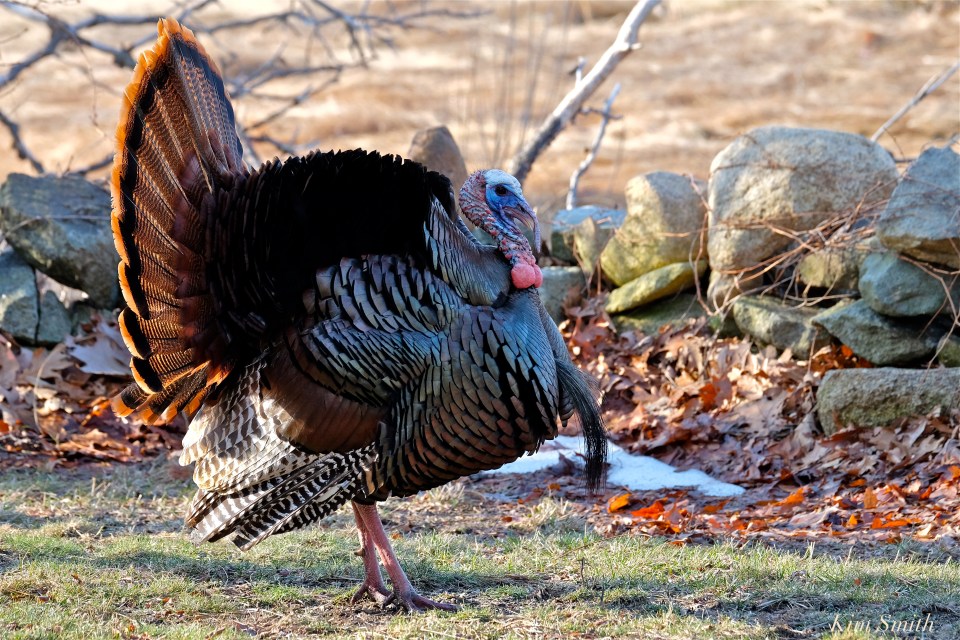 How To Tell The Difference Between Male Female Turkeys Kim Smith Films