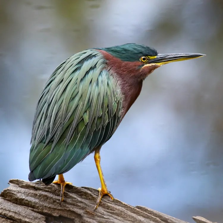 Green Heron Ho Dee Ay