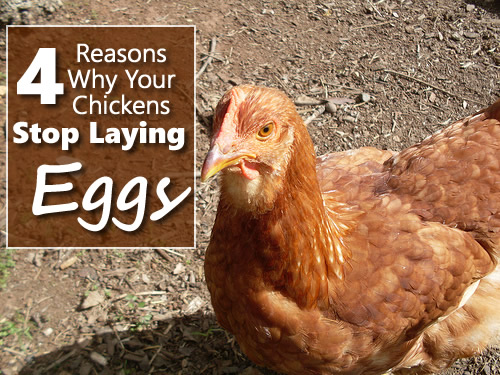 4 Reasons Why Your Chickens Stop Laying Eggs