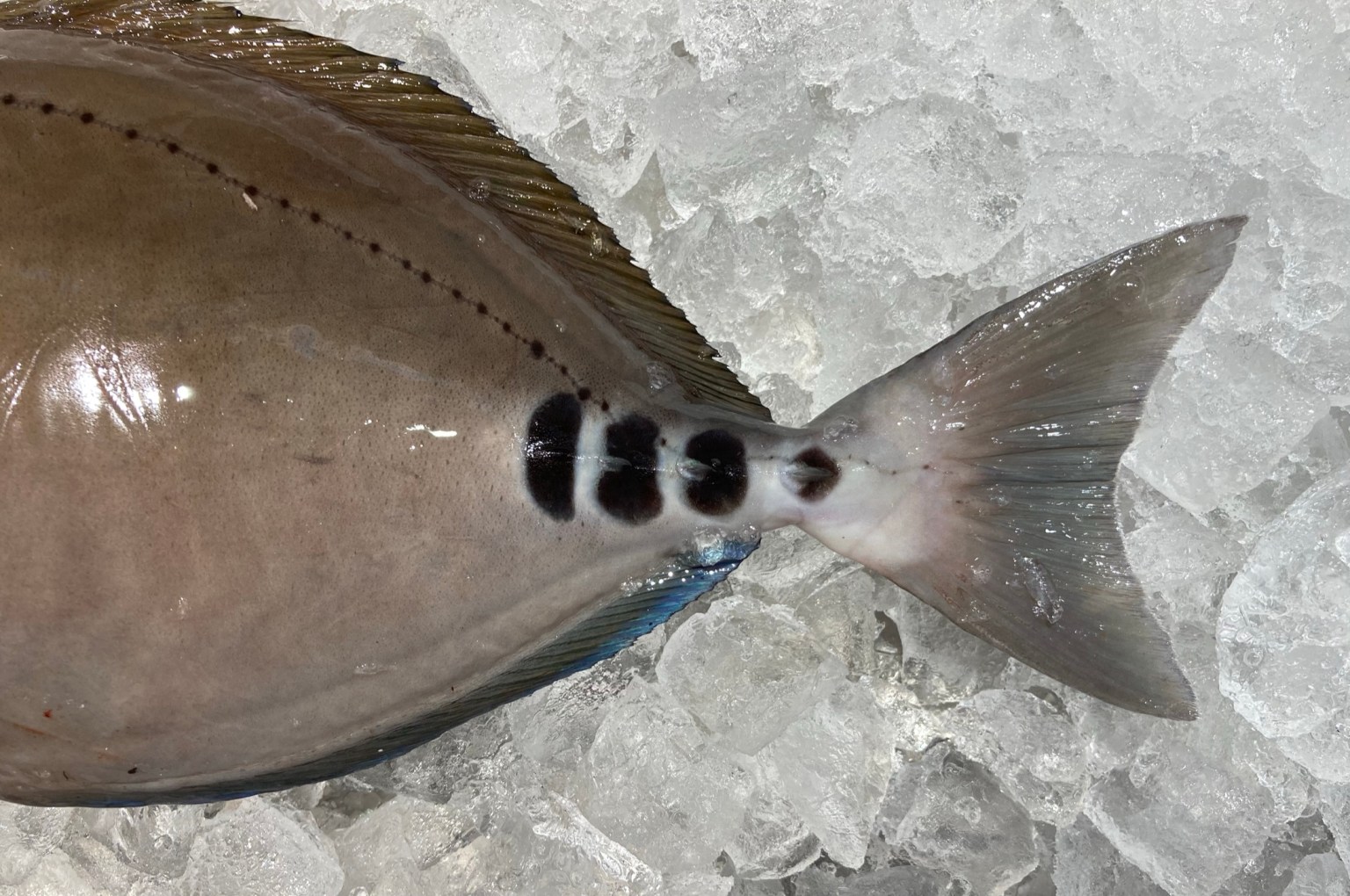 【魚】ニザダイ（サンノジ）はどんな魚？旬はいつ？おいしい食べ方は？