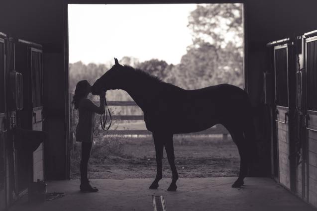 How Horses Show Affection And How Do I Know If My Horse Loves Me Horse
