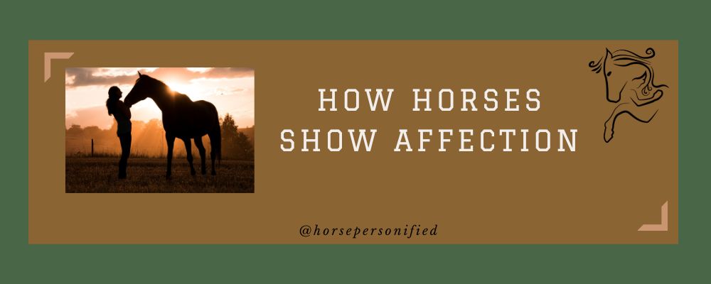 How Horses Show Affection And How Do I Know If My Horse Loves Me Horse