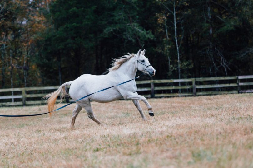 Horse Photography Pro Tips Settings Editing Examples