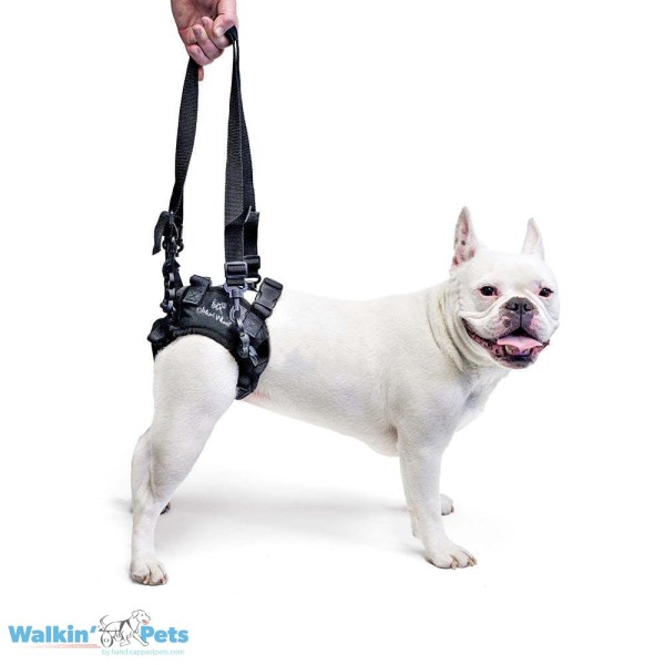 Walkin Lift Rear Harness Handicapped Pets Australia