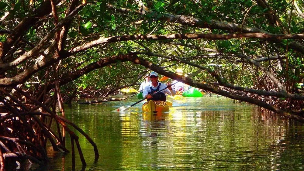 Mangrove Kayak Tour Mangrove Tunnels And Wildlife