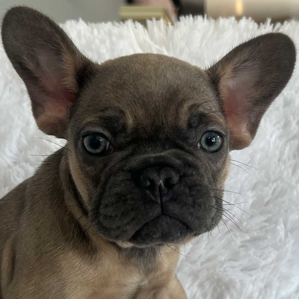 Frenchie Puppy For Sale Heavenly Puppies
