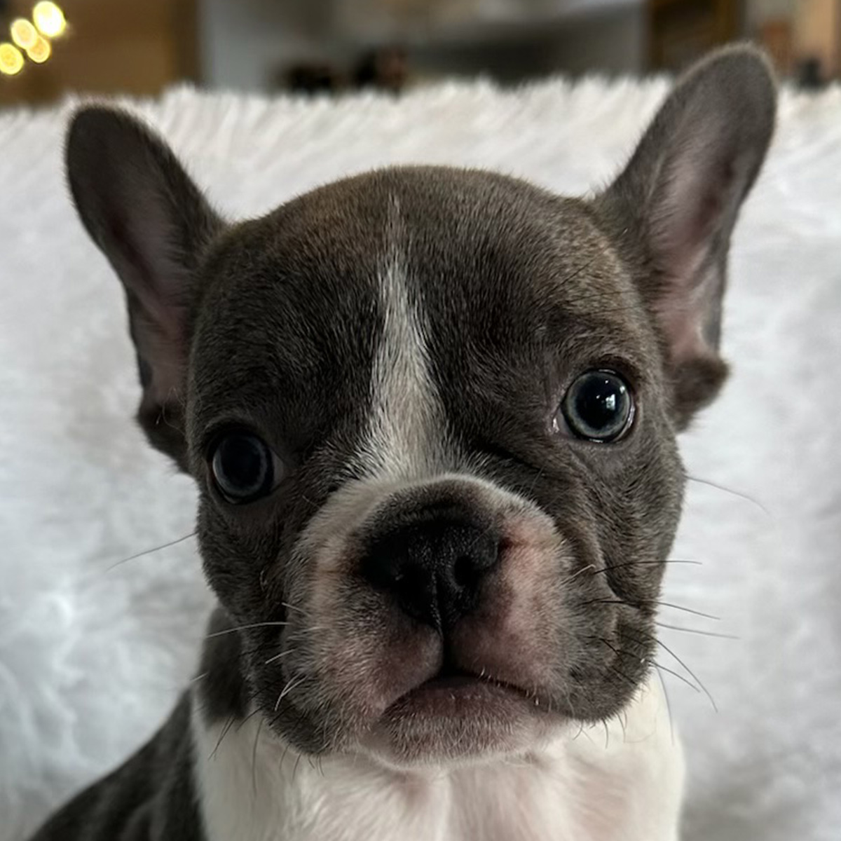 Frenchie Puppy For Sale Heavenly Puppies
