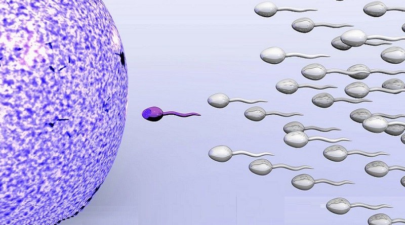 Semen Quality And Fertility What Every Man Should Know Helal Medical