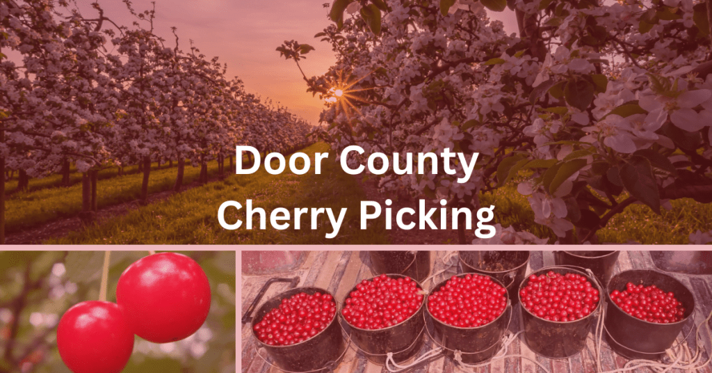 Door County Cherry Picking 2023 Ultimate Guide