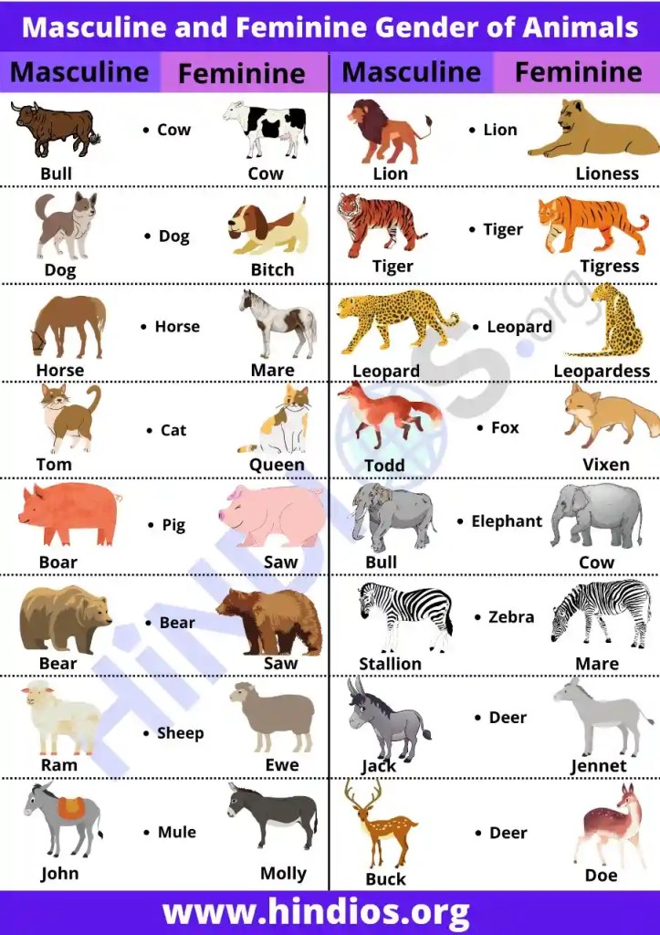 100 Masculine And Feminine Gender Of Animals List