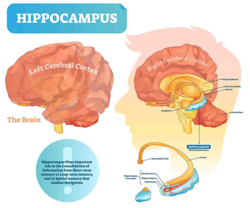 Episodic Memory And Semantic Memory Facts Difference And Types