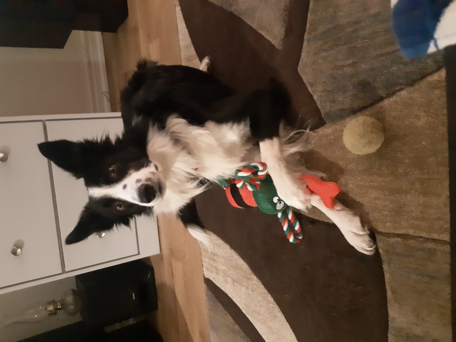 Missing Border Collie Huron Woods Community Association