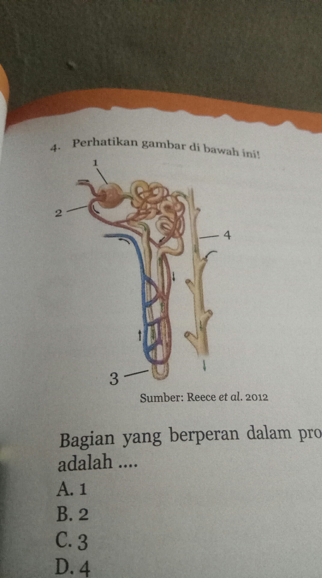 Proses Pembuatan Urine Ilmu