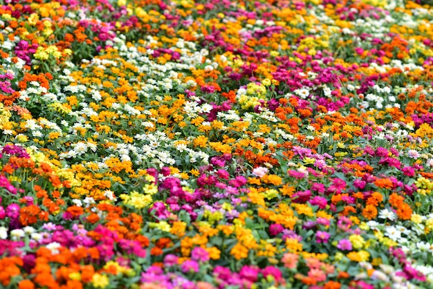 Jardin Lleno De Flores