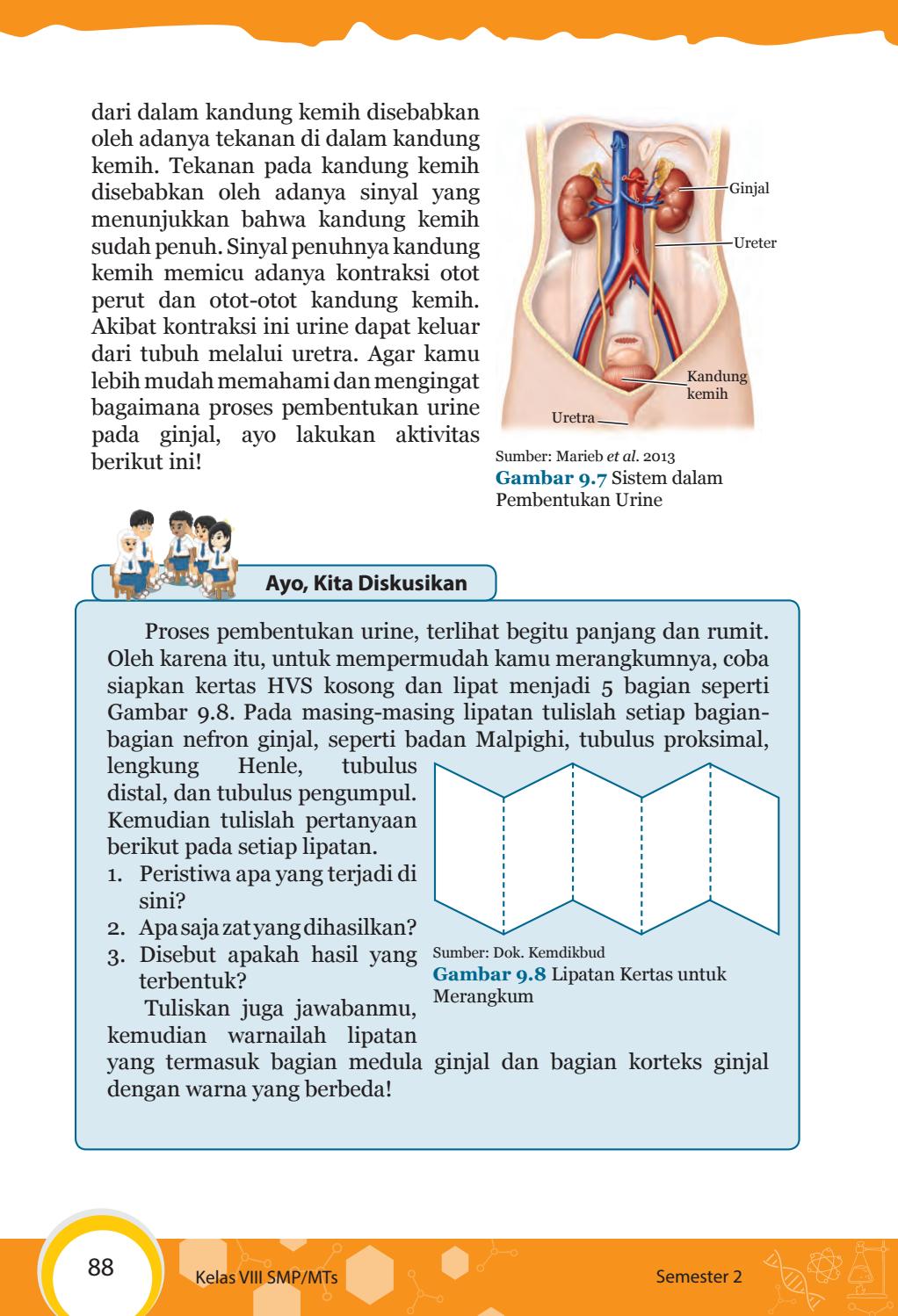 Proses Terjadinya Urine Pada Ginjal Ilmu