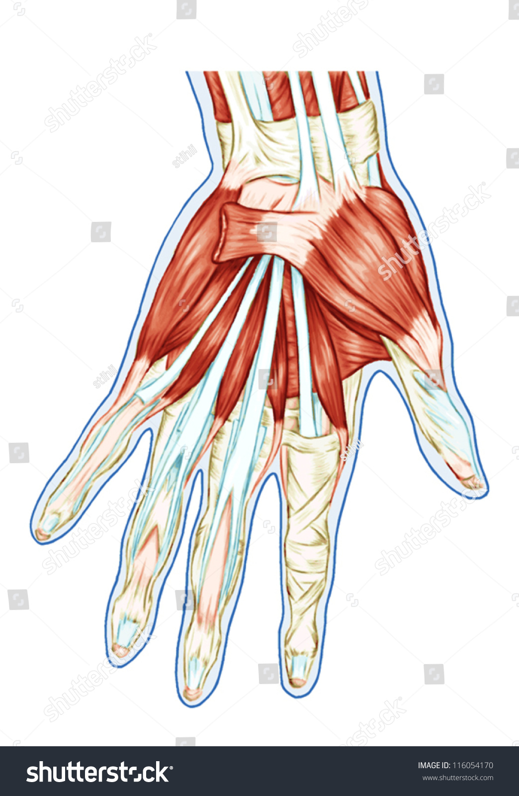 The Best 18 Diagram Of Hand Muscles And Tendons Bmp Now