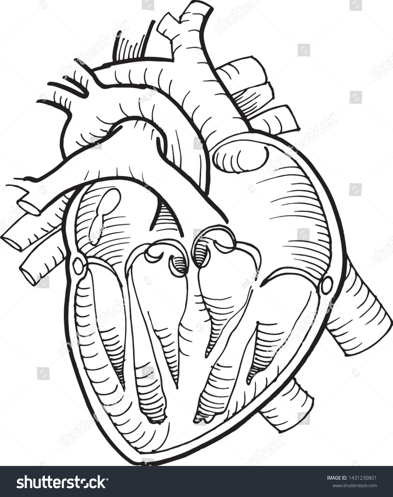 Simple Human Heart Pencil Drawing Draw It Neat How To Draw Internal