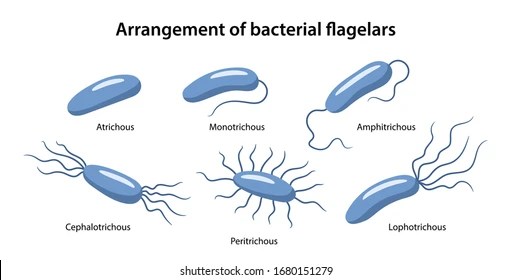 Bacterial Structure Explained In Simple The Nepali Doctor