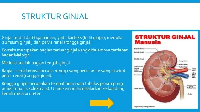 Struktur Ginjal Dan Fungsinya Studyhelp